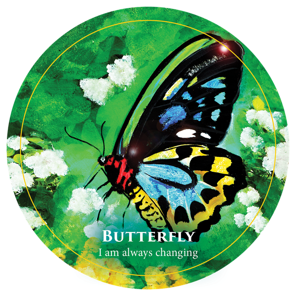 IC: CREATURE TEACHER CARDS FOR KIDS | Brumby Sunstate