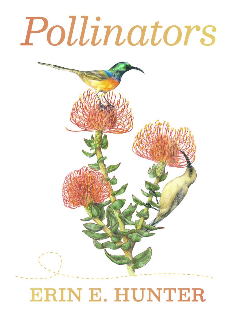POLLINATORS BOXED NOTECARD ASSORTMENT | Brumby Sunstate
