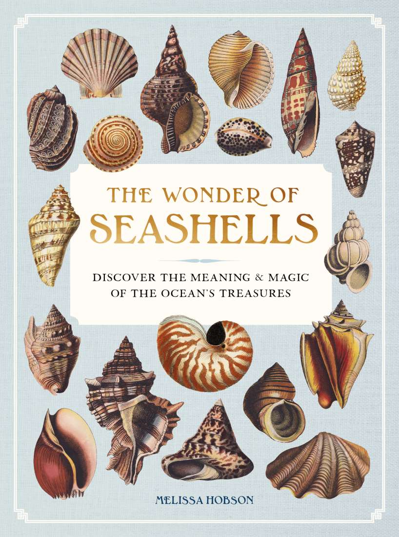 WONDER OF SEASHELLS, THE | Brumby Sunstate