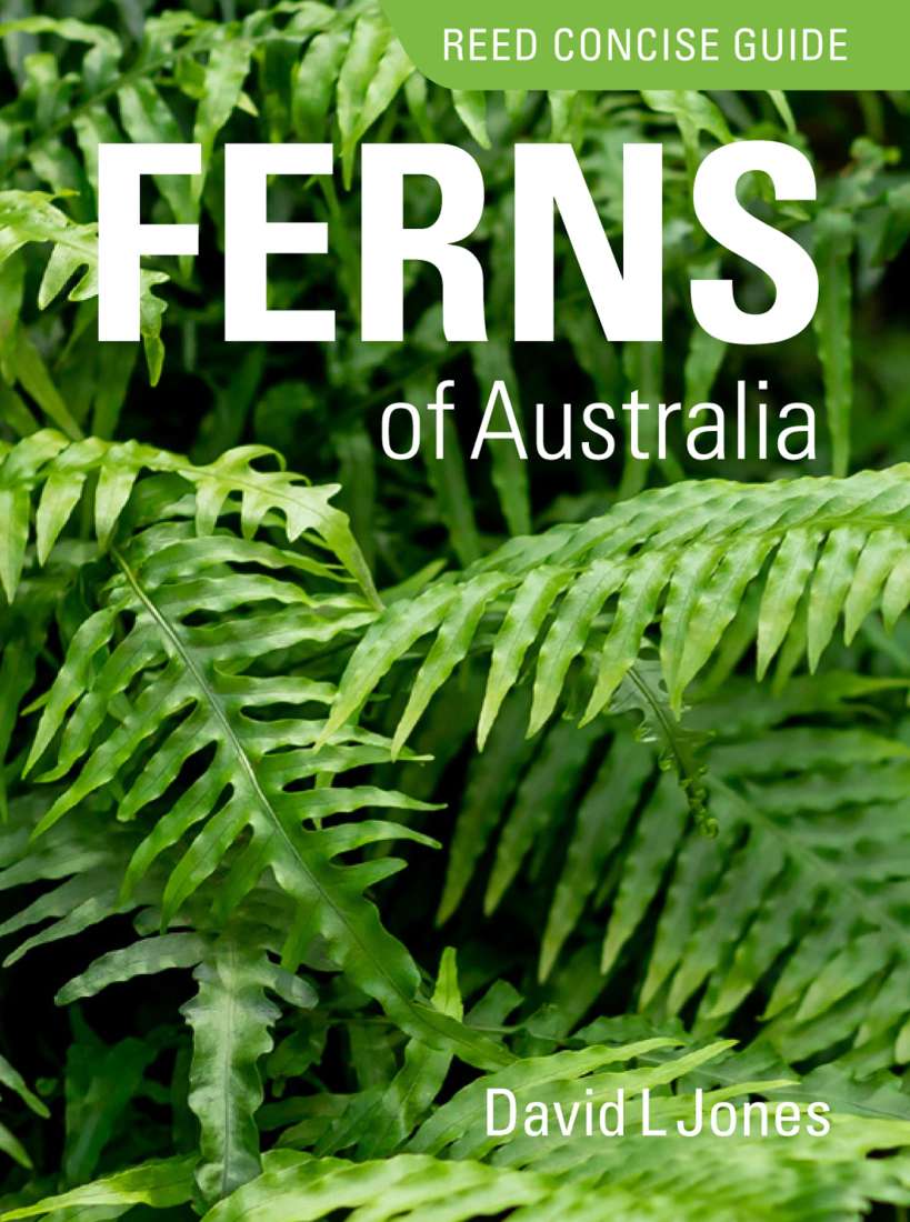 REED CONCISE GUIDE FERNS OF AUSTRALIA | Brumby Sunstate