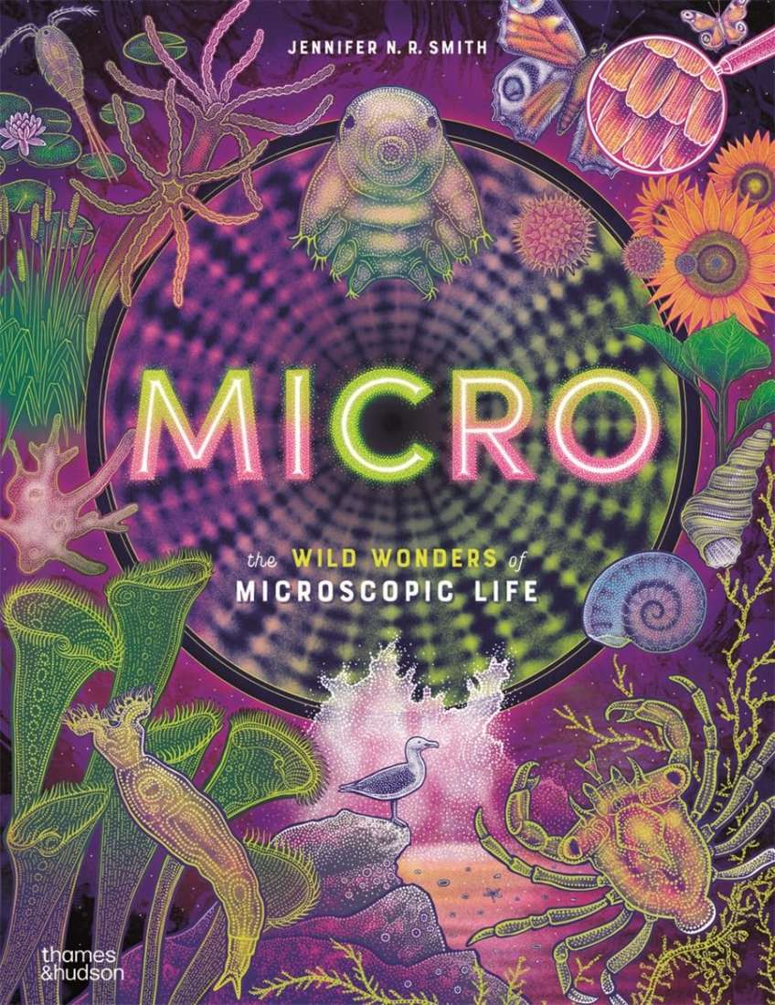 MICRO | Brumby Sunstate